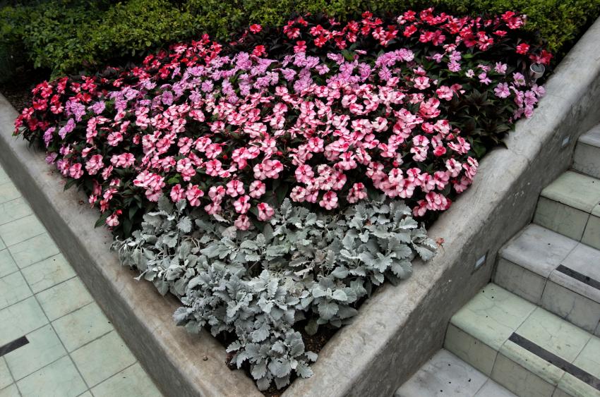 20 Best Sun-Loving Perennials That Thrive in Bright Light | LoveToKnow