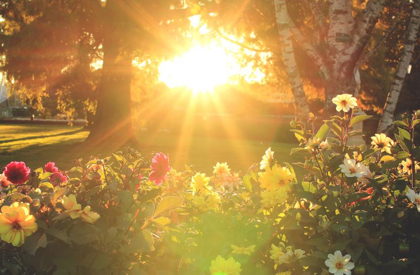 20 Best Sun-Loving Perennials That Thrive in Bright Light | LoveToKnow
