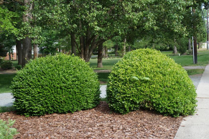 12 Low-Maintenance Evergreen Shrubs for Year-Round Foliage | LoveToKnow