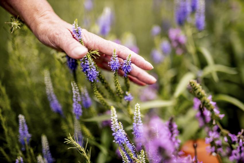 10 Sensory Garden Ideas for Engaging With Your Environment | LoveToKnow