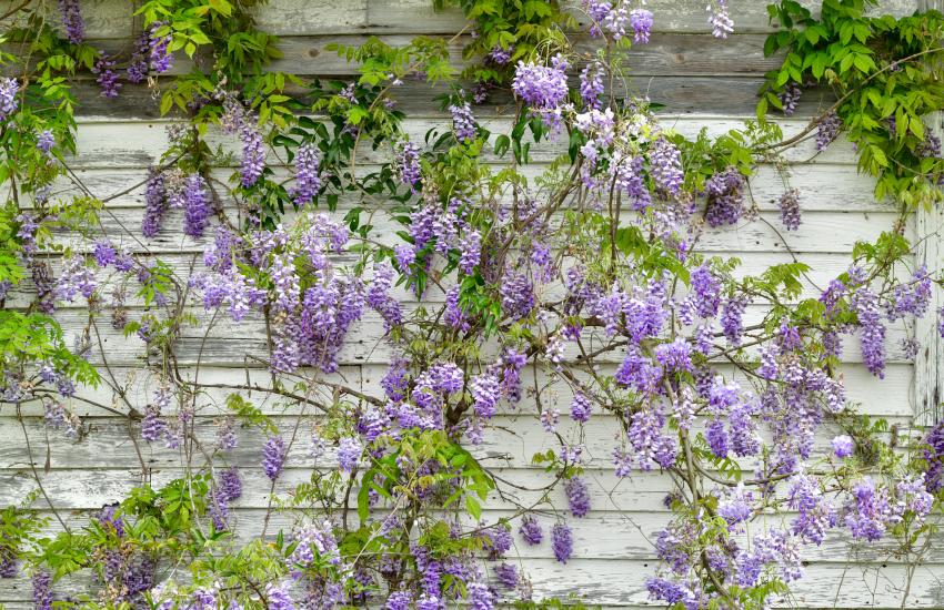 The Most Invasive Plants in Every State | LoveToKnow