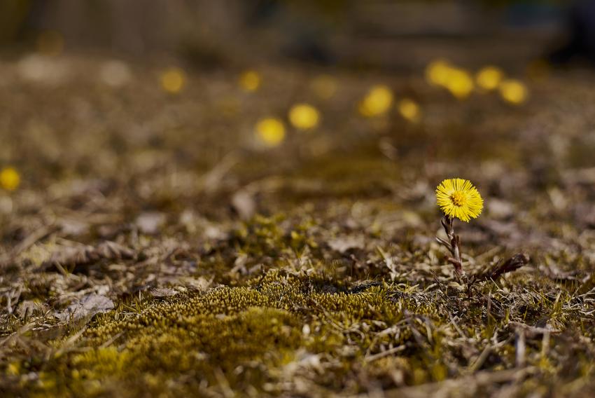 The Most Invasive Plants in Every State | LoveToKnow