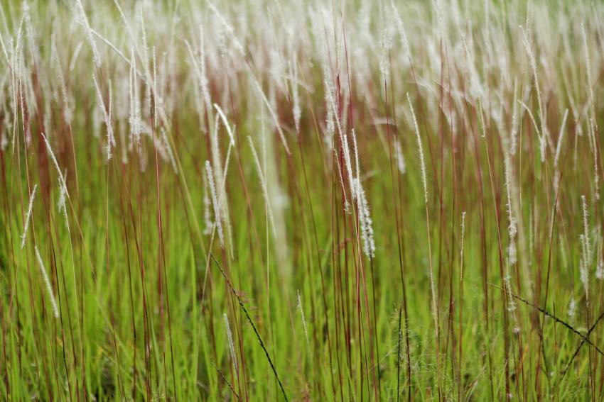 The Most Invasive Plants in Every State | LoveToKnow