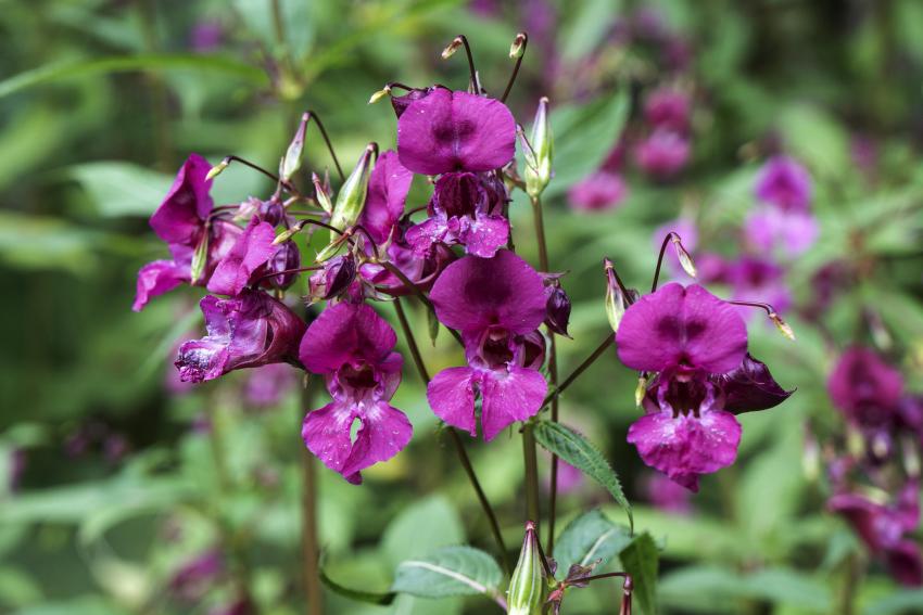 The Most Invasive Plants in Every State | LoveToKnow
