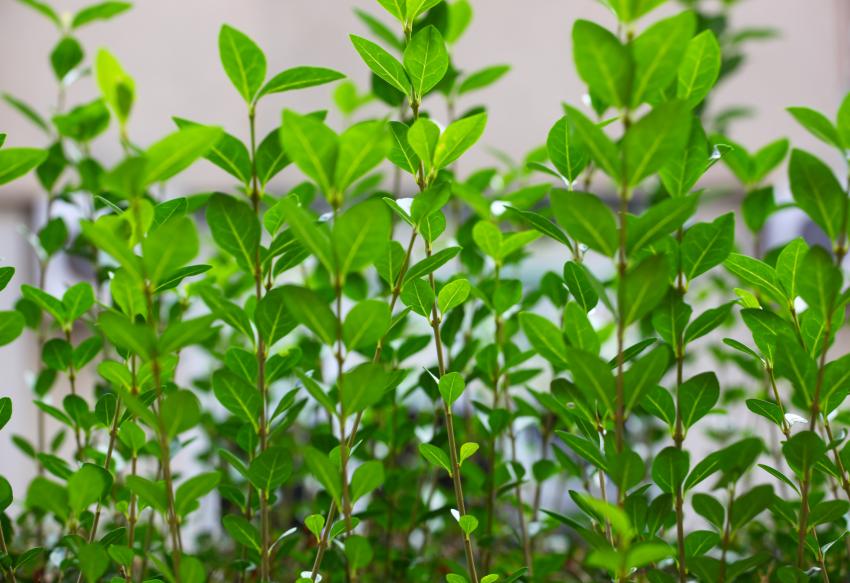 The Most Invasive Plants in Every State | LoveToKnow