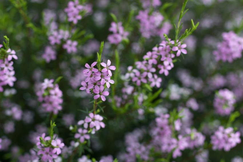 The Most Invasive Plants in Every State | LoveToKnow