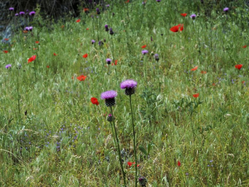 The Most Invasive Plants in Every State | LoveToKnow