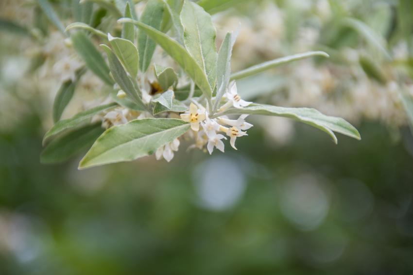 The Most Invasive Plants in Every State | LoveToKnow