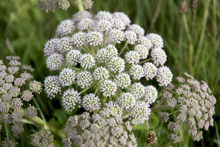 The Most Invasive Plants in Every State | LoveToKnow