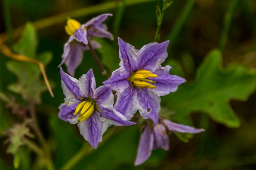 The Most Invasive Plants in Every State | LoveToKnow