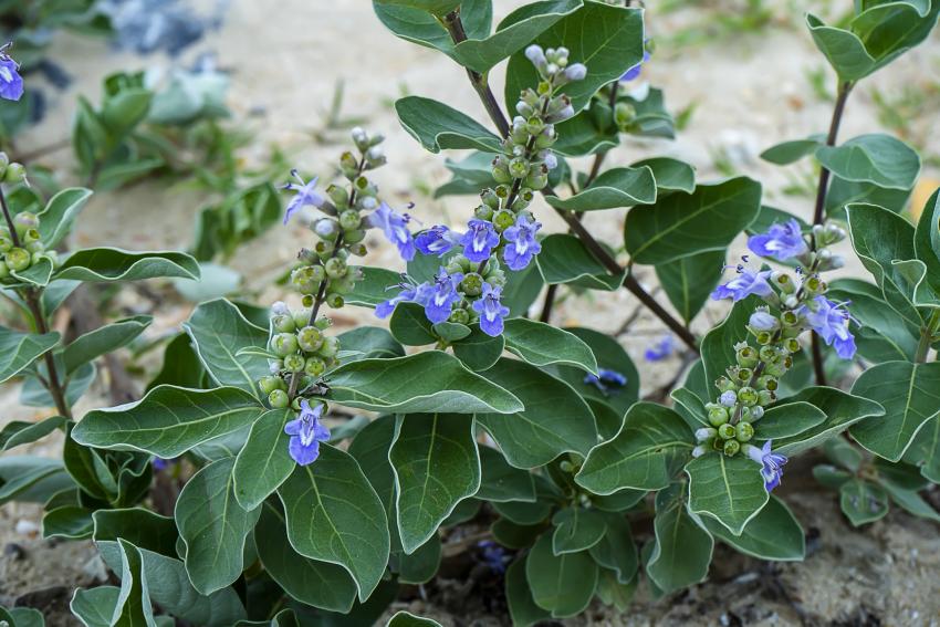 The Most Invasive Plants in Every State | LoveToKnow