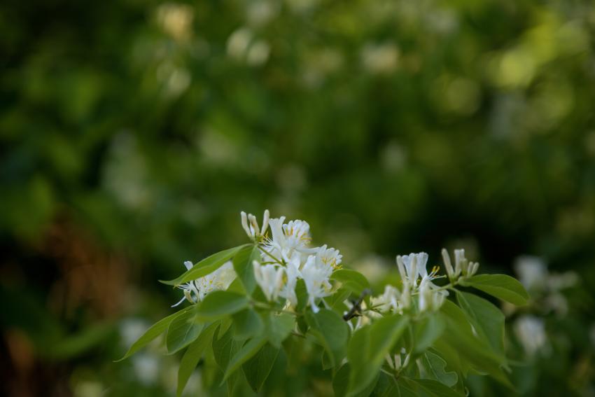 The Most Invasive Plants in Every State | LoveToKnow