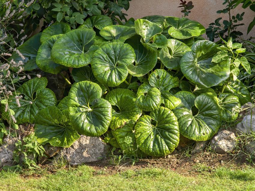 11 Shade Garden Ideas to Keep You Cool | LoveToKnow