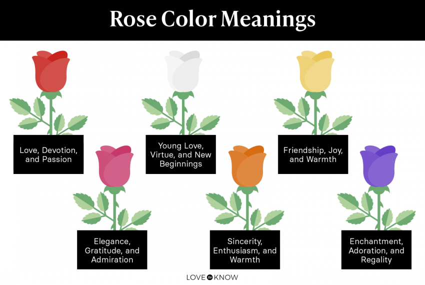Pick the Perfect Rose: Meaning & Symbolism of Different Color Roses ...