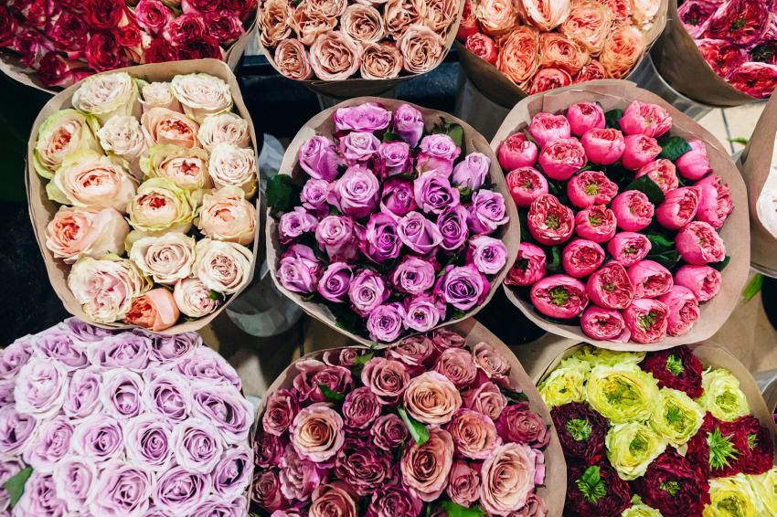 Pick the Perfect Rose: Meaning & Symbolism of Different Color Roses ...