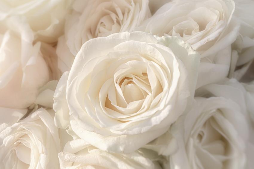 Pick the Perfect Rose: Meaning & Symbolism of Different Color Roses ...