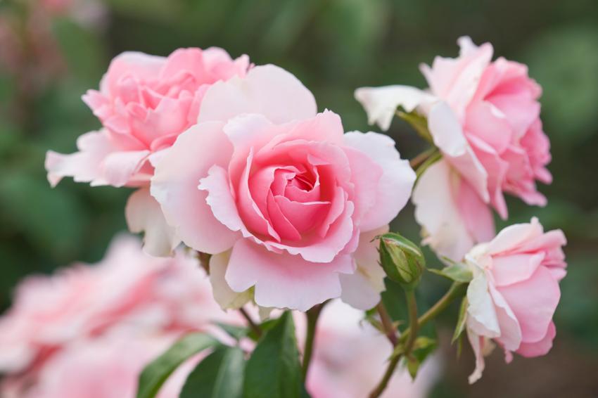 Pick the Perfect Rose: Meaning & Symbolism of Different Color Roses ...