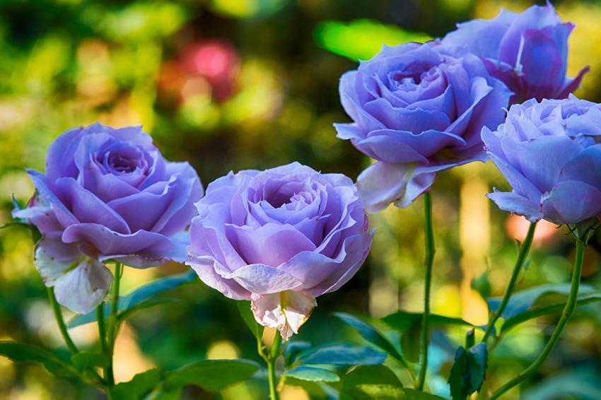 Pick the Perfect Rose: Meaning & Symbolism of Different Color Roses ...