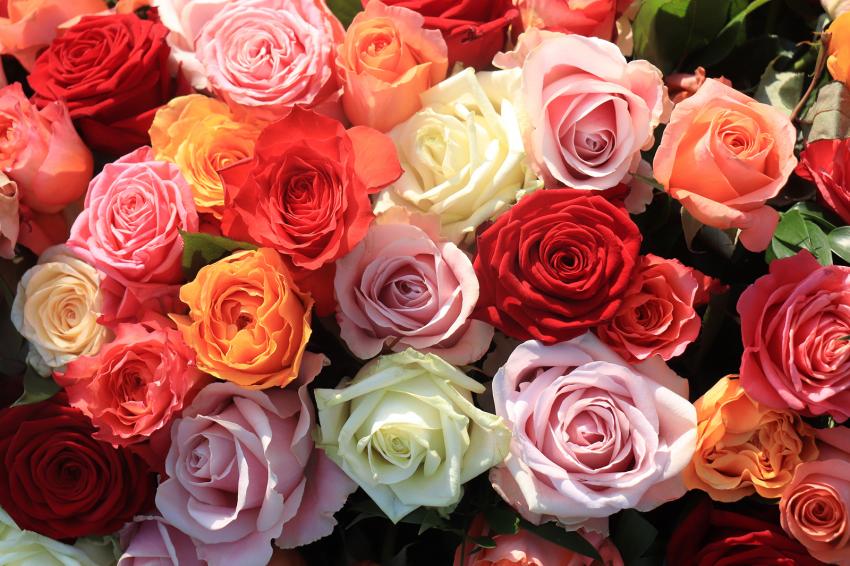 Pick the Perfect Rose: Meaning & Symbolism of Different Color Roses ...