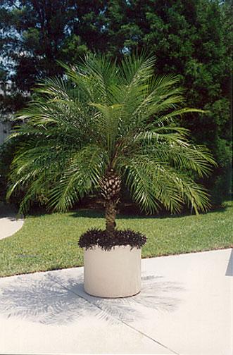 Robellini Palm Tree Growth Rate Bridgette Sheets