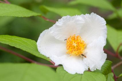 Stewartia Trees: Unique Characteristics and Growing Tips | LoveToKnow