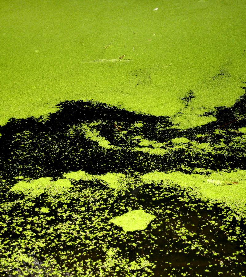 Pond Algae | LoveToKnow