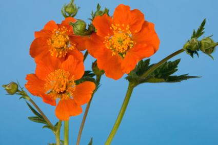 Cultivating Geum: A Jewel of the Garden | LoveToKnow