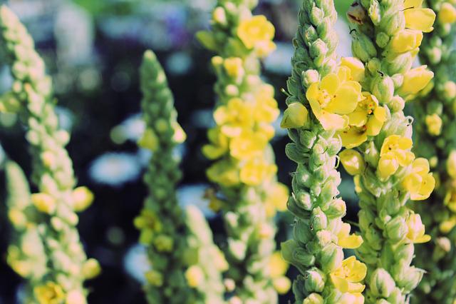 Mullein Plant Care and Growing Tips | LoveToKnow
