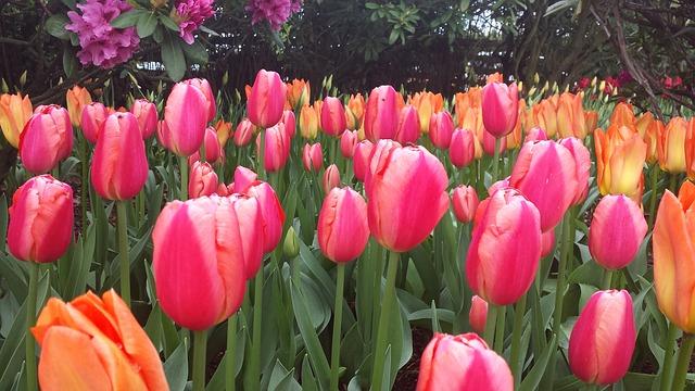 Mastering the Art of Lifting and Storing Flower Bulbs | LoveToKnow