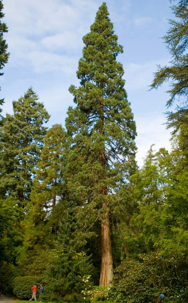 Redwood Trees LoveToKnow
