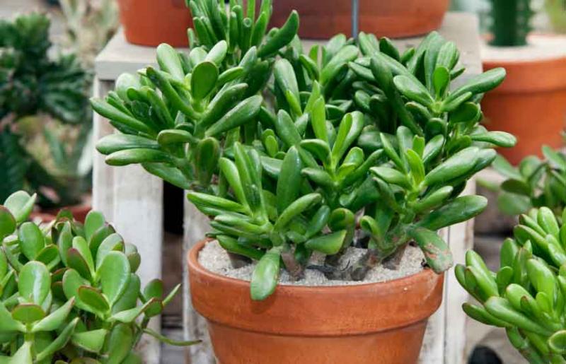 Comprehensive Guide to Growing and Caring for Jade Plants | LoveToKnow