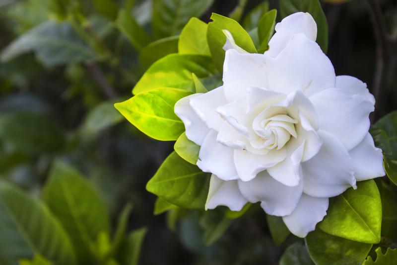 Why Are The Leaves On My Gardenia Turning Yellow LoveToKnow Why Are The Leaves On My Gardenia Turning Yellow LoveToKnow