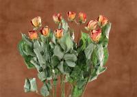 Roses and Their Meaning | LoveToKnow