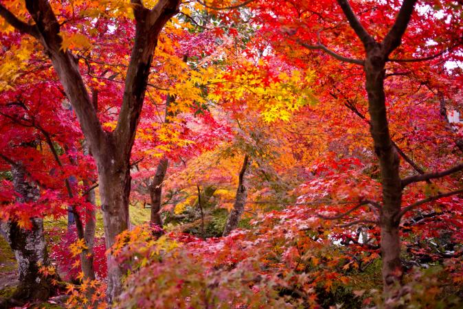 Types Of Maple Trees LoveToKnow