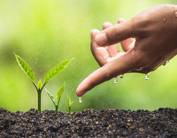 How Do Plants Grow LoveToKnow How Do Plants Grow LoveToKnow