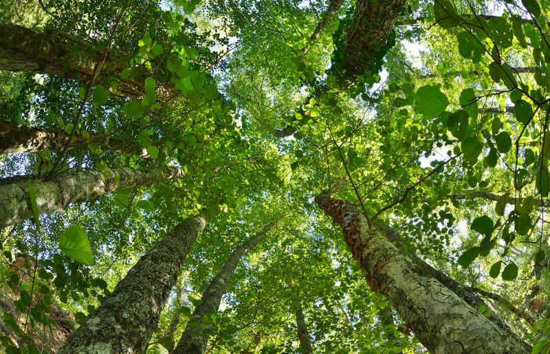 The Versatile Alder Tree: Beauty, Function, and Folklore | LoveToKnow