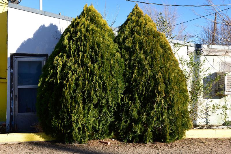 Cypress Trees LoveToKnow Cypress Trees LoveToKnow