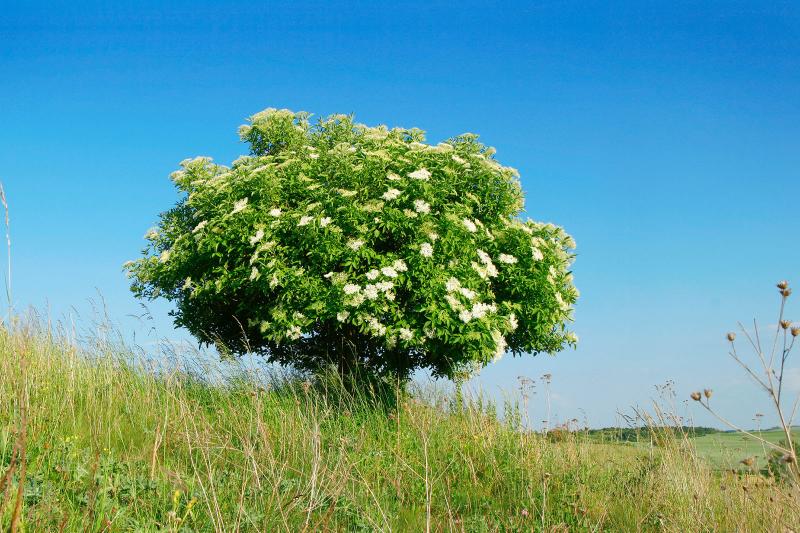 The Many Uses and Characteristics of the Elder Tree | LoveToKnow
