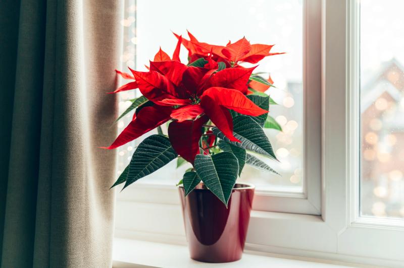 December Birth Flowers: Striking Narcissus, Poinsettia & Holly | LoveToKnow