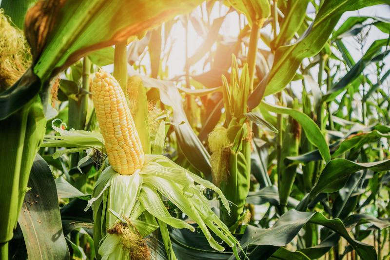 How to Grow Corn: Stress-Free Steps From Planting to Harvest | LoveToKnow