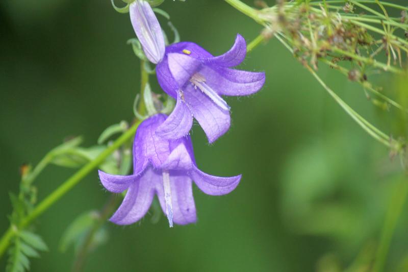 Growing Bellflowers and Differentiating Between Varieties | LoveToKnow