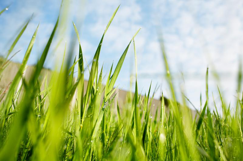 Your Guide to Bermuda Grass: Knowing the Ins and Outs | LoveToKnow