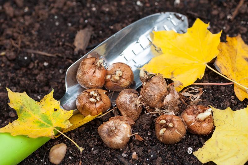 Fall Bulbs Made Easy: What, When and How to Plant | LoveToKnow