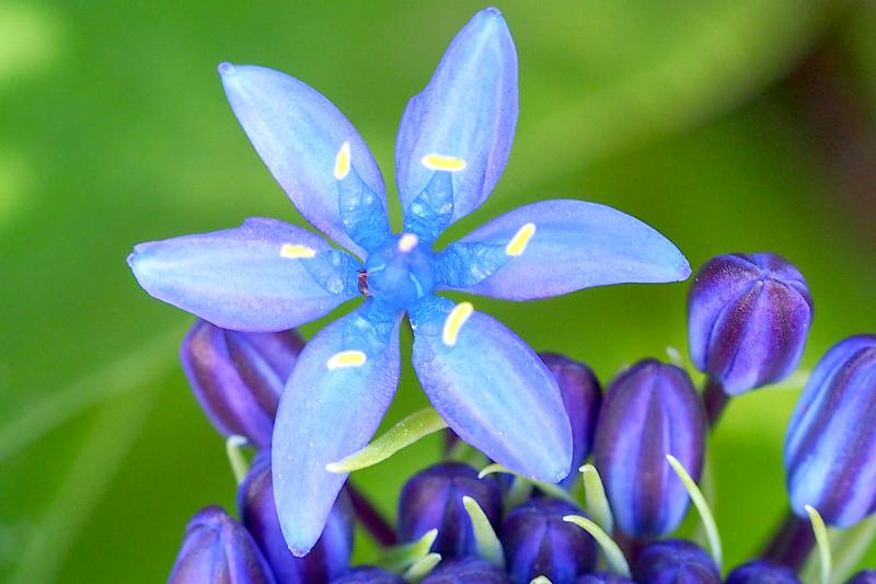Squill Flowers: A Quick Guide to Care & Uses | LoveToKnow