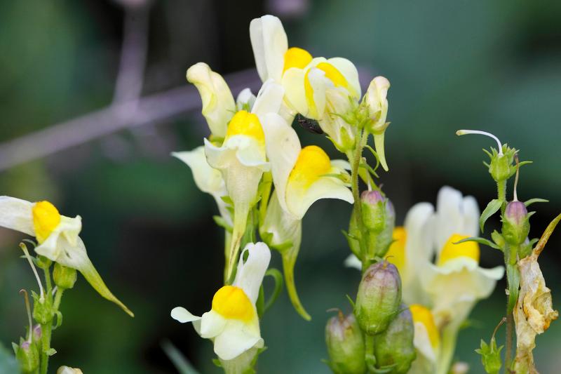 Toadflax Plants: The Different Types Explained | LoveToKnow