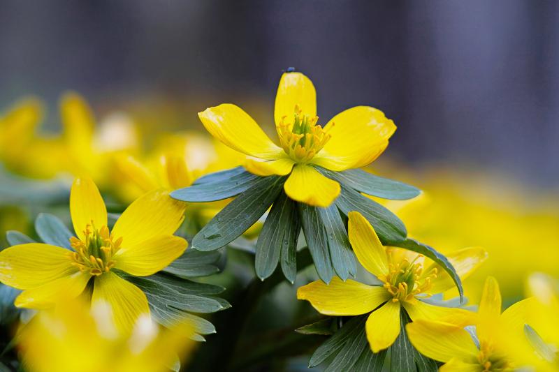 Eranthis Hyemalis 101 | LoveToKnow