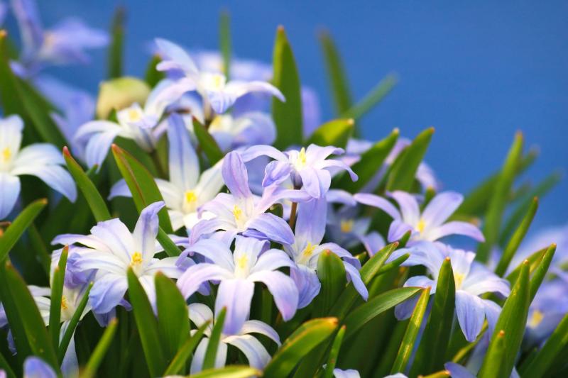 Chionodoxa: What to Know About the Glory of the Snow | LoveToKnow