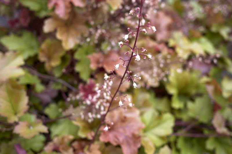 Introduction to the Coral Bells Plant (With Care Tips) | LoveToKnow