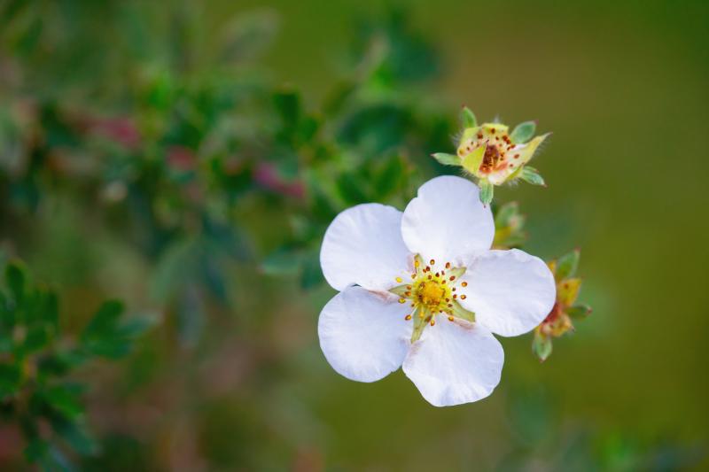 Guide to the Precious Potentilla Flower | LoveToKnow