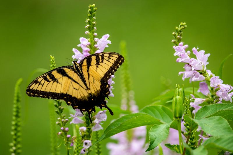 Native Plants & Their Benefits in Your Garden | LoveToKnow